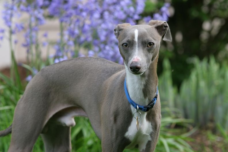 What you need to know about Italian greyhounds - Panoram Italia