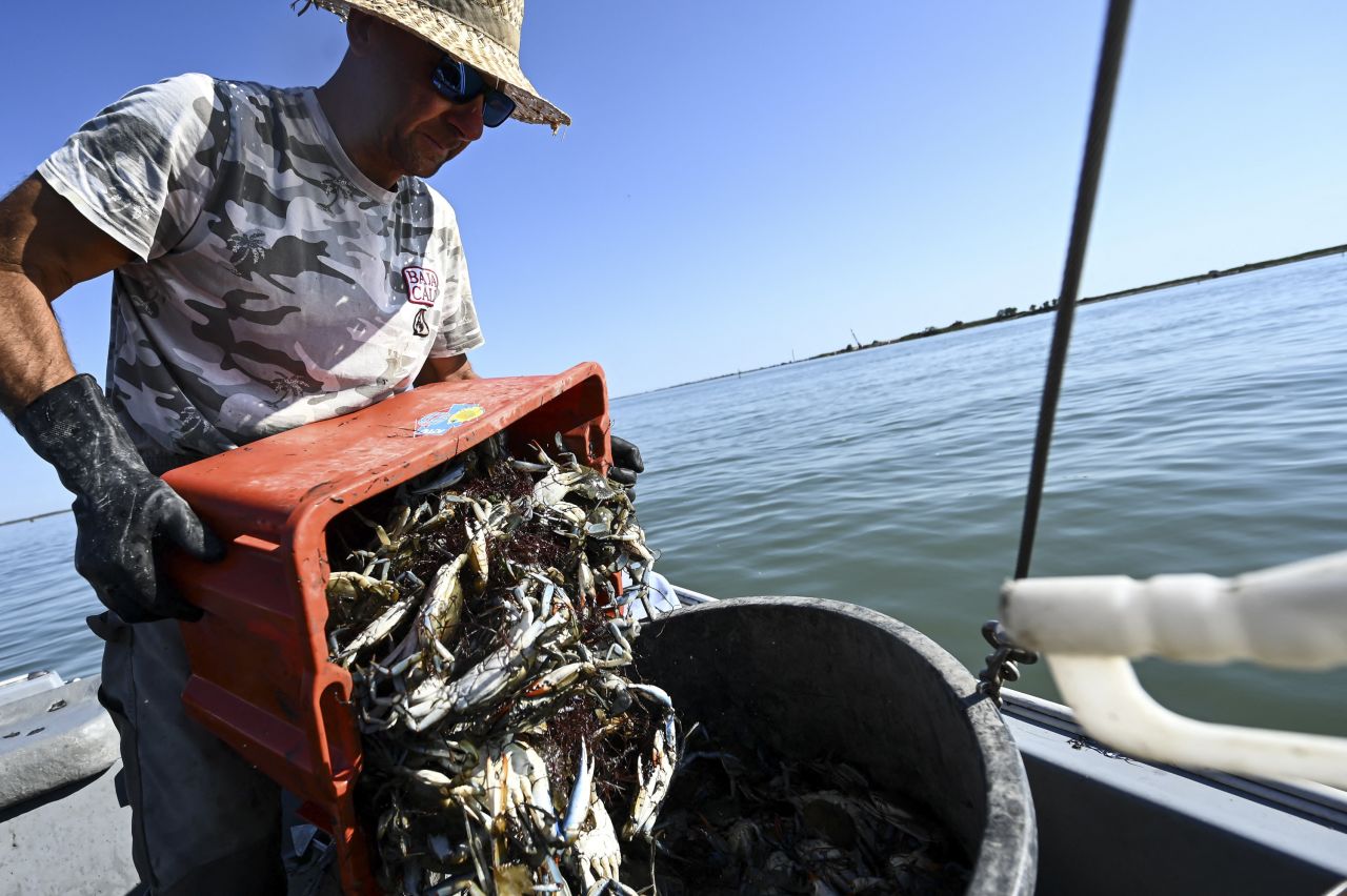 Can Italy eat its way out of a blue crab infestation? - Panoram Italia