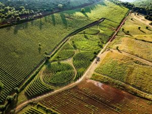 From the vineyard to the world's largest maze comes the wine of ancient ...